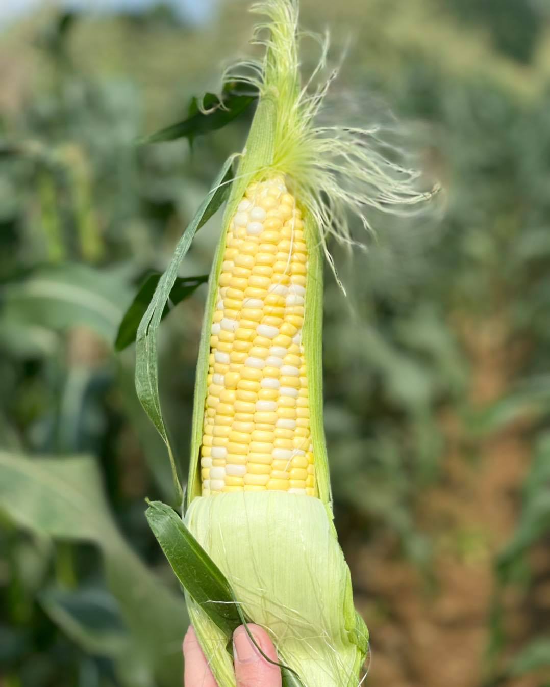 Ort Farms Farm Market PYO Events and Festivals