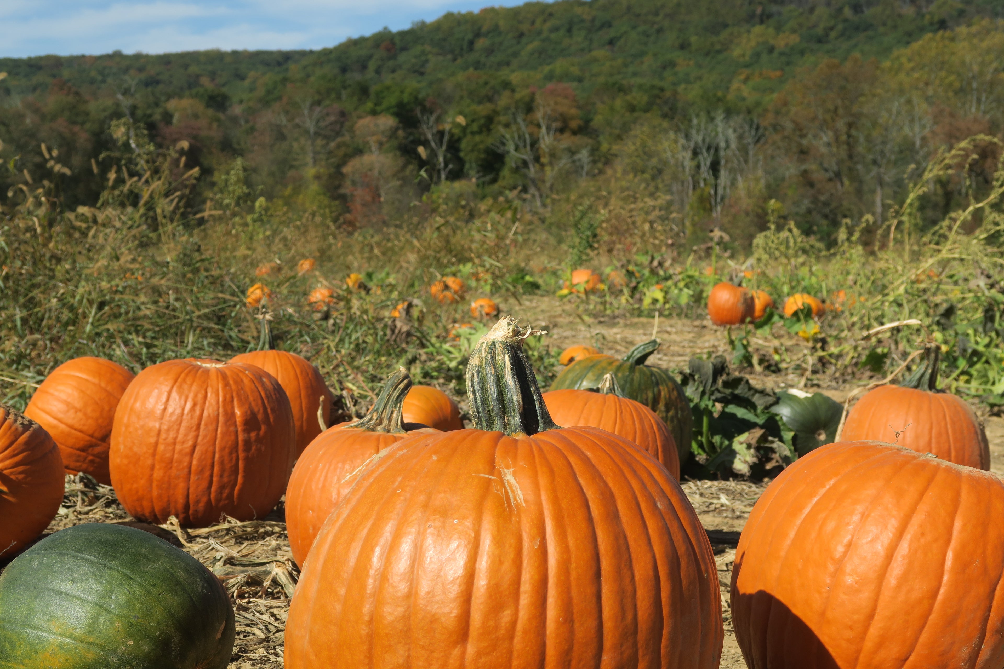 Farm Market, Homemade Ice Cream, Prepared Foods, PYO, Local Produce ...